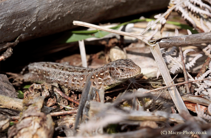 Small Heath,Meadow Brown,Blues and Winking Lizards. – Macro-Photo.co.uk