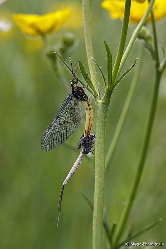Mayfly - birth and death | The Photography Forum
