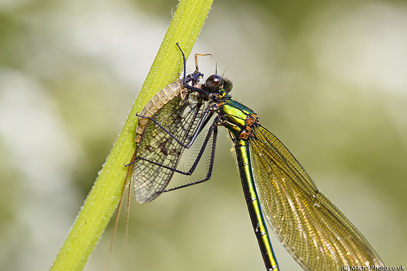 Mayfly - birth and death | The Photography Forum