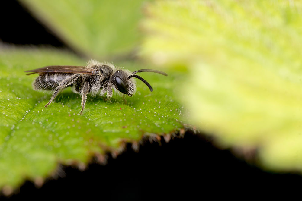 Tiny Bee – Macro-Photo.co.uk