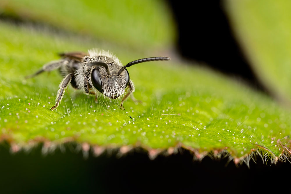 Tiny Bee – Macro-Photo.co.uk