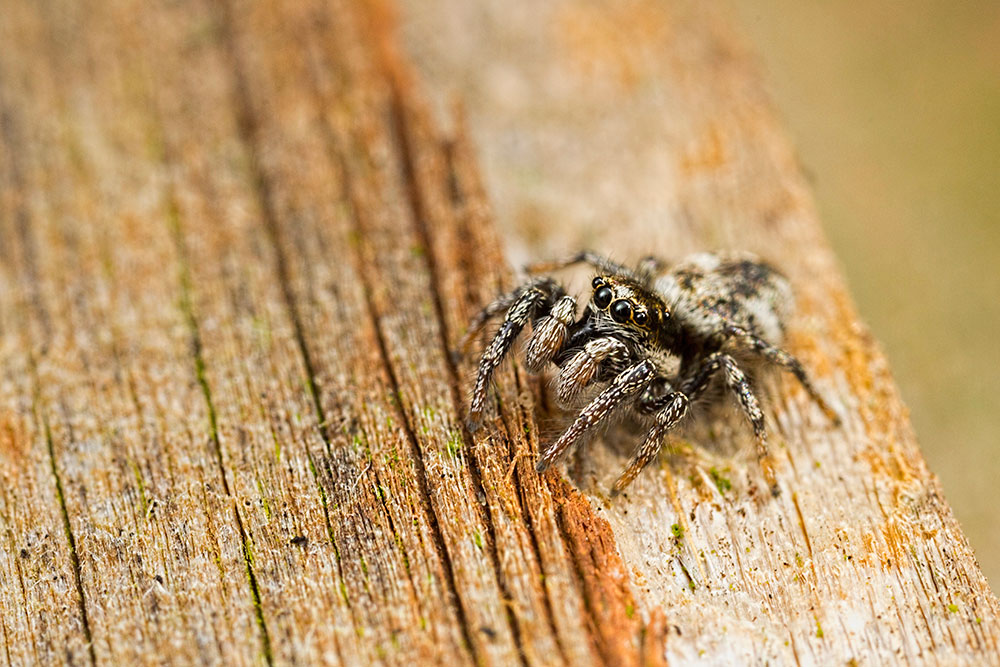 Zebra Spider – Macro-Photo.co.uk